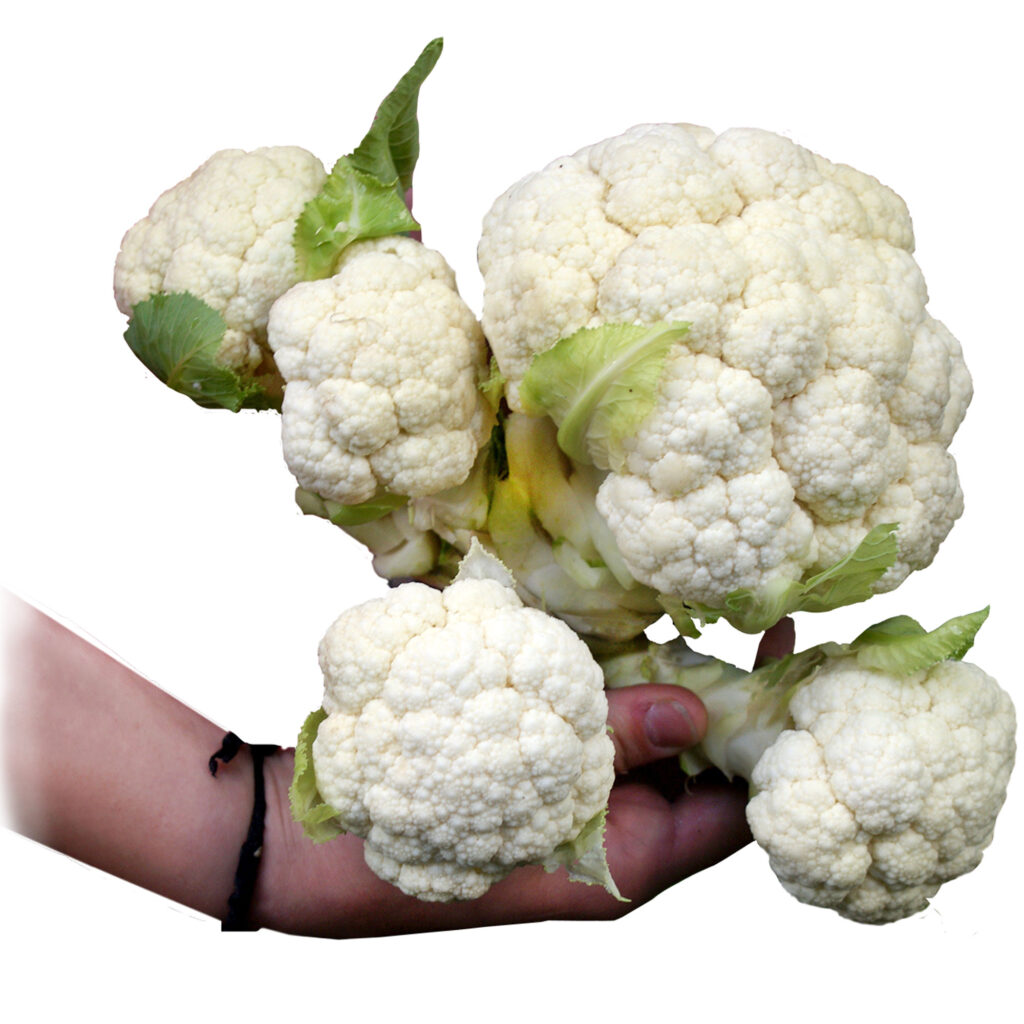 ZZ_Pot Cauliflower – Prudac