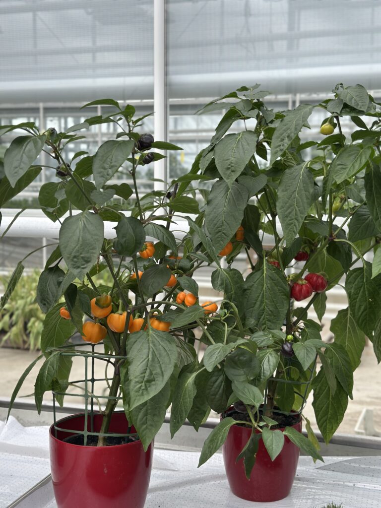 Pumpkin Peppers F1 Halloween – Prudac
