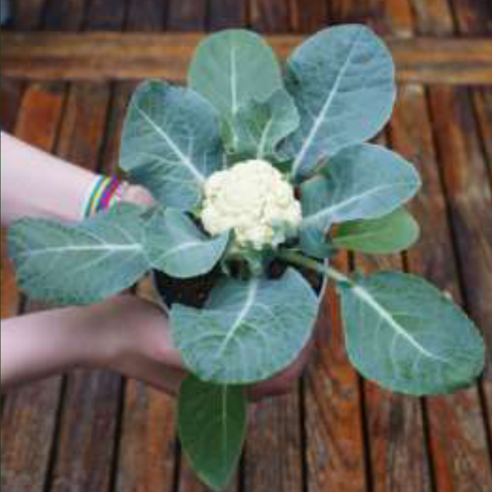 Cauliflower – Prudac