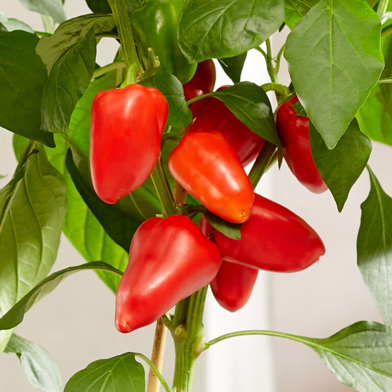 Pillar Peppers F1 Sweet – Prudac