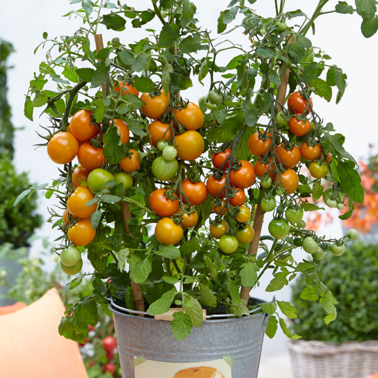 Tomato Tutti-Frutti F1 Mandarin – Prudac