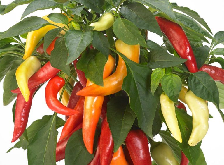 Pillar Peppers F1 Galaxy 3 color – Prudac